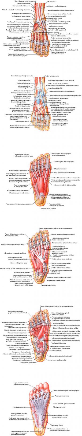 O Que é Foot Core? Conheça os Benefícios e Saiba como Aplicá-lo