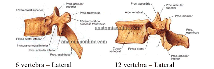 Anatomia da Coluna Vertebral: Tudo que Você Precisa Saber Sobre