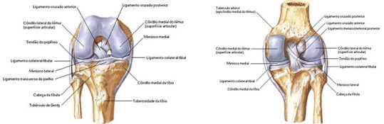 Anatomia do Joelho: um Guia Definitivo sobre as estruturas