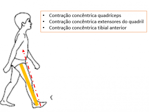 O ciclo da marcha: fase de apoio - Blog Fisioterapia