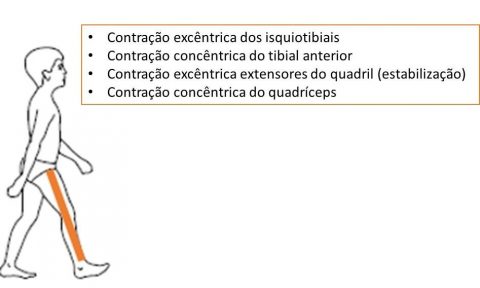 O Ciclo da Marcha: pré-balanço e balanço - Blog Fisioterapia