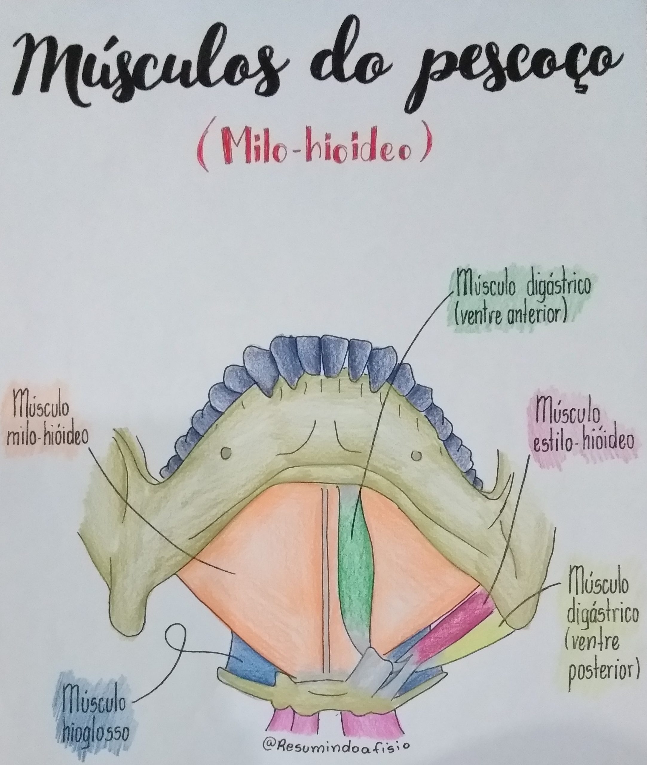 Guia completo sobre Músculos do pescoço - Blog Fisioterapia