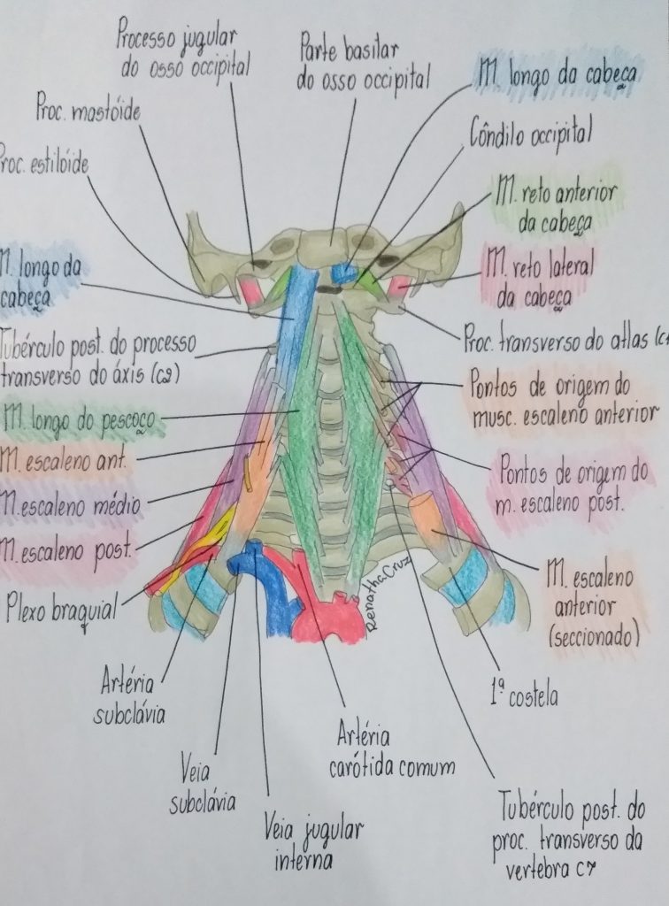 Guia completo sobre Músculos do pescoço - Blog Fisioterapia