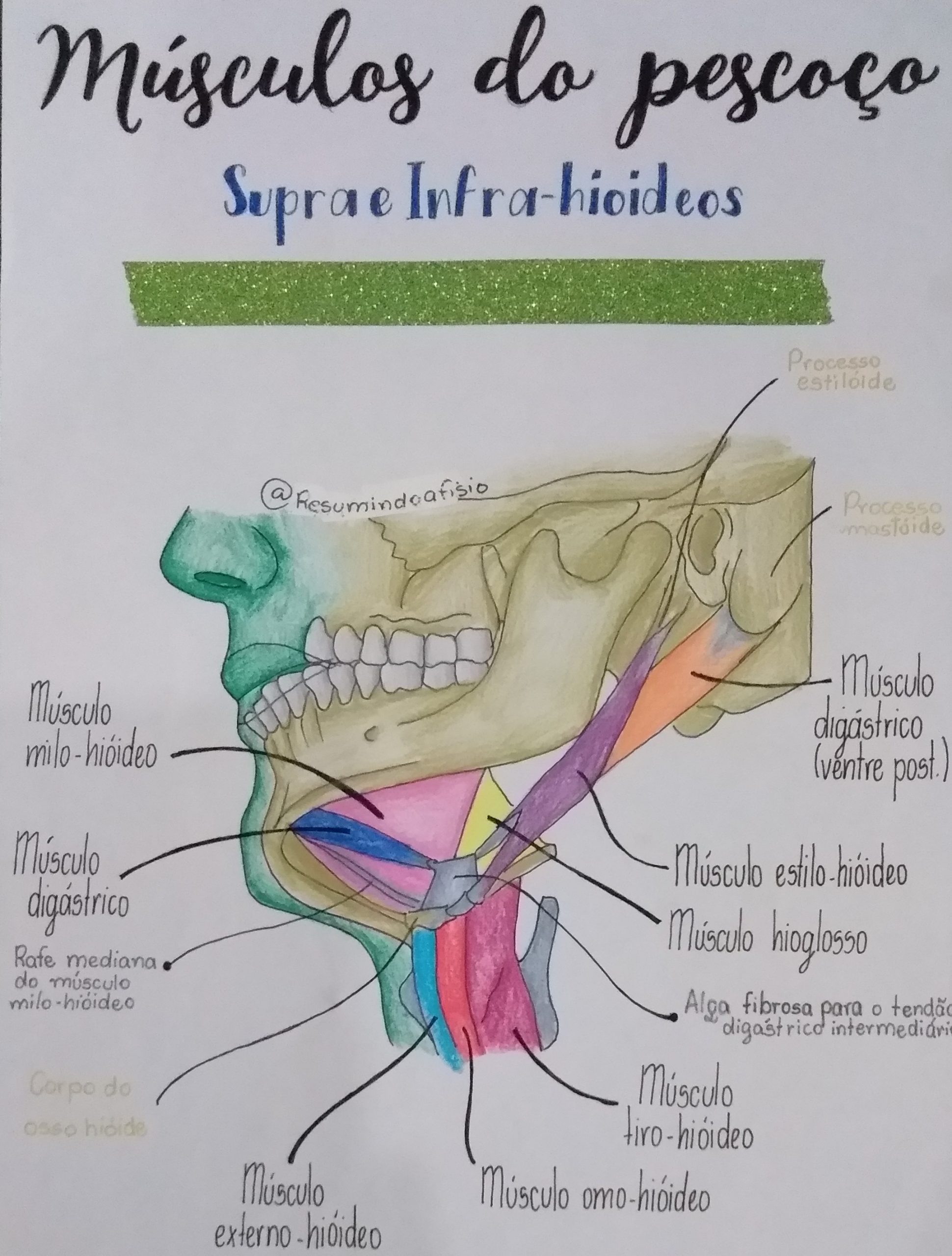 Guia completo sobre Músculos do pescoço - Blog Fisioterapia